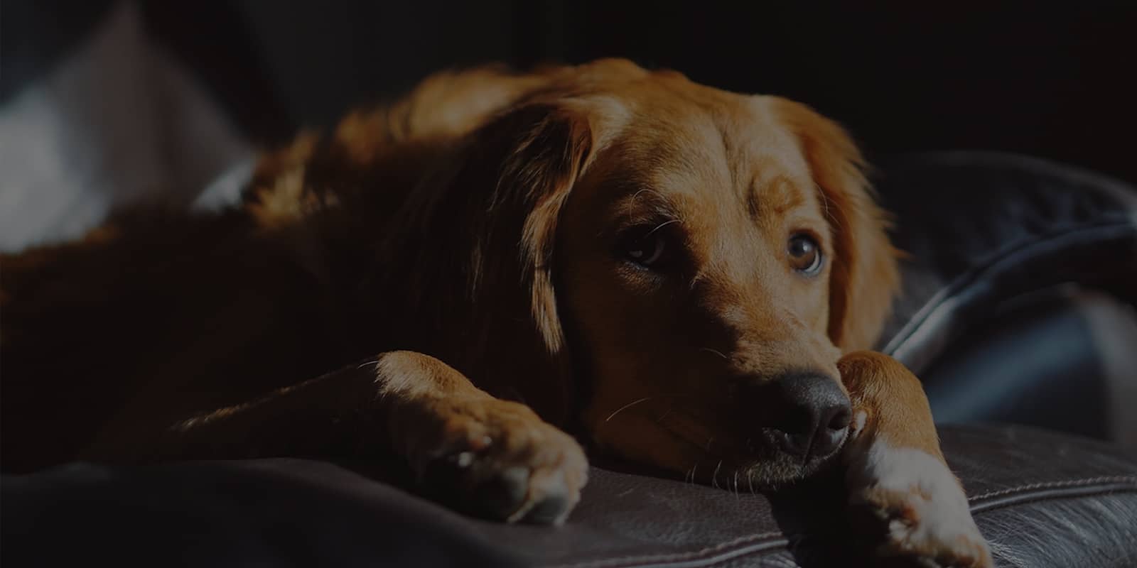 About Us - Metropolitan Veterinary Associates