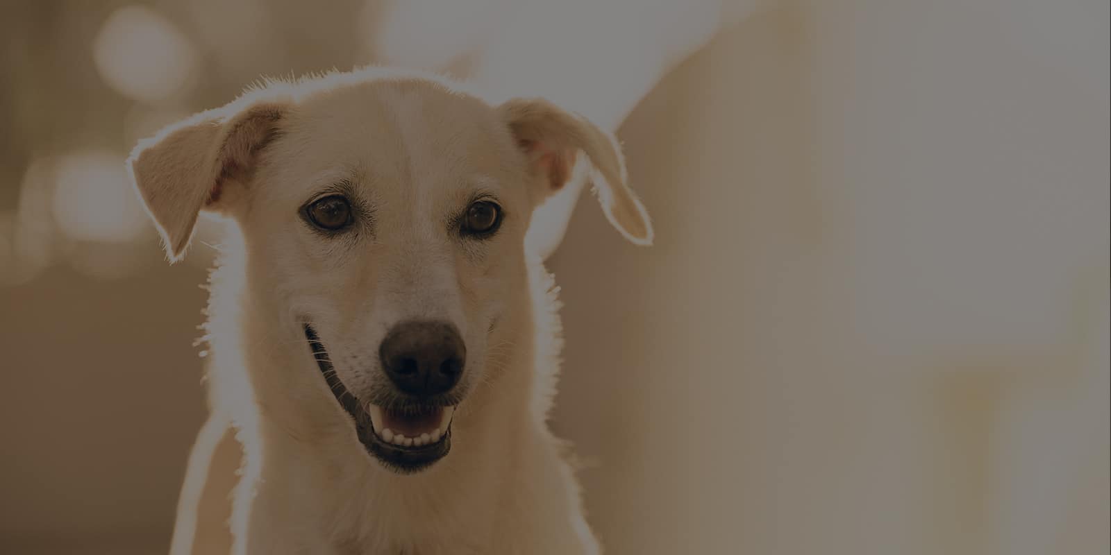 About Us - Metropolitan Veterinary Associates