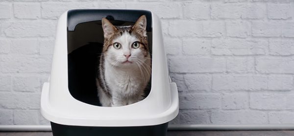 Obstipation in Cats - Metropolitan Veterinary Associates