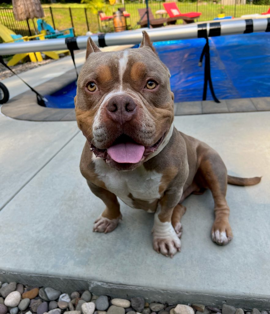 Kreed - Metropolitan Veterinary Associates