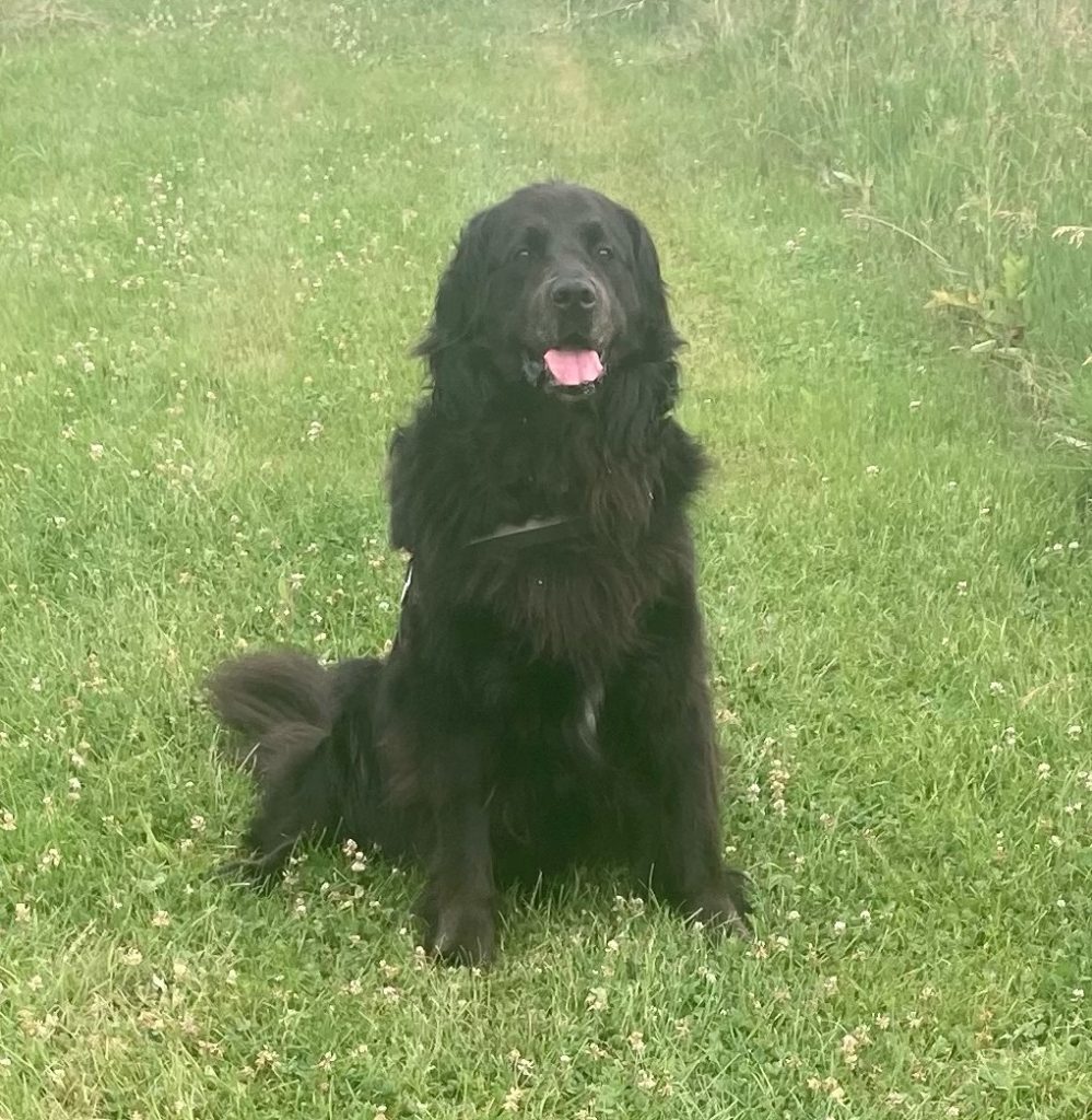Macee - Metropolitan Veterinary Associates