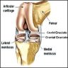 CCL Injury in Dogs: A Guide to Signs, Surgery, and Recovery ...